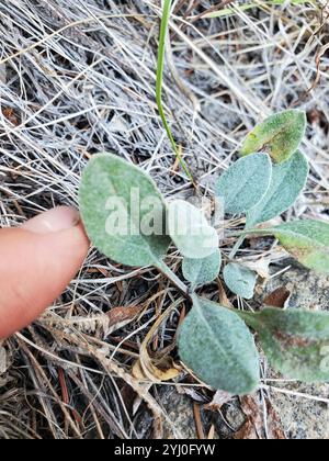 woolly groundsel (Packera cana Stock Photo - Alamy
