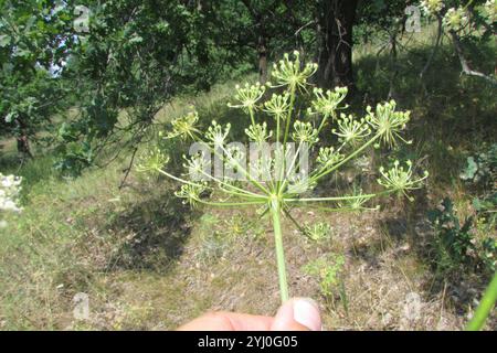 Mountain Parsley (Peucedanum oreoselinum Stock Photo - Alamy