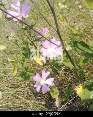 Eastern Tree-mallow (Malva thuringiaca Stock Photo - Alamy