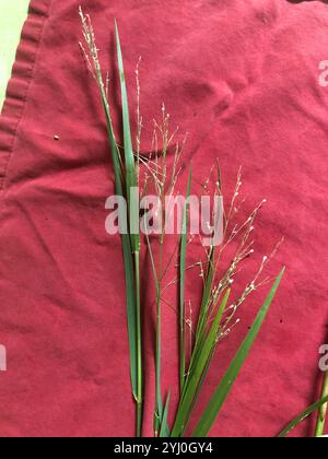 Torpedo grass (Panicum repens Stock Photo - Alamy