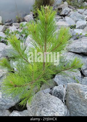 hard pines (Pinus Stock Photo - Alamy