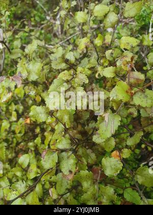 Hard Beech (Nothofagus truncata Stock Photo - Alamy