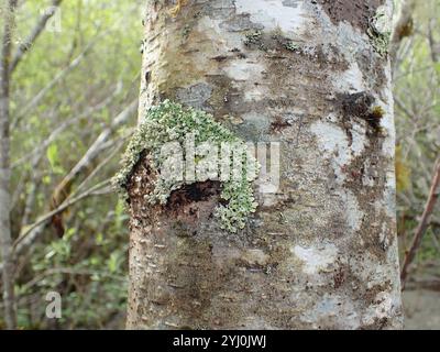 Tree Flute Lichen (Menegazzia subsimilis Stock Photo - Alamy