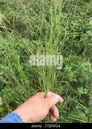 Kleingrass (Panicum coloratum Stock Photo - Alamy