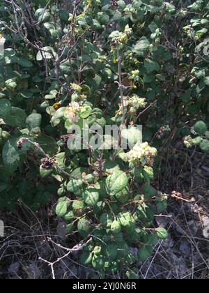 Western Snowberry (Symphoricarpos occidentalis Stock Photo - Alamy