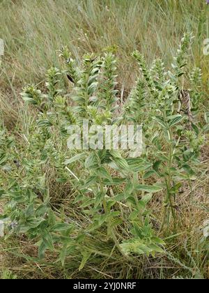western false gromwell (Lithospermum occidentale Stock Photo - Alamy