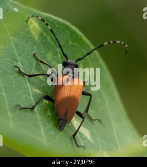 Red-winged Longhorn Beetle (Brachyleptura rubrica) Insecta Stock Photo ...