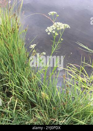 water parsnip (Sium suave Stock Photo - Alamy