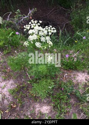 Osha (Ligusticum porteri Stock Photo - Alamy