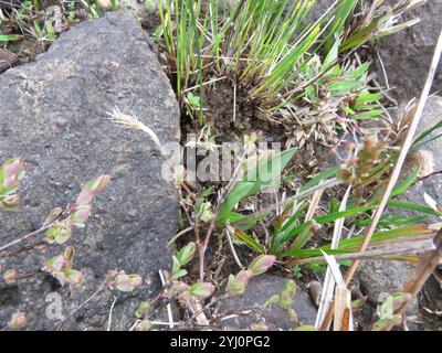 Alaska Plantain (Plantago macrocarpa Stock Photo - Alamy