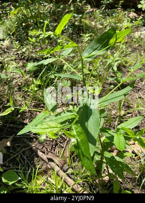 American gromwell (Lithospermum latifolium Stock Photo - Alamy