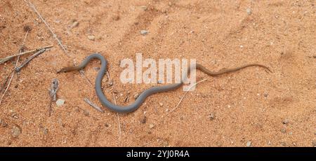 Central Whipsnake (Demansia cyanochasma Stock Photo - Alamy