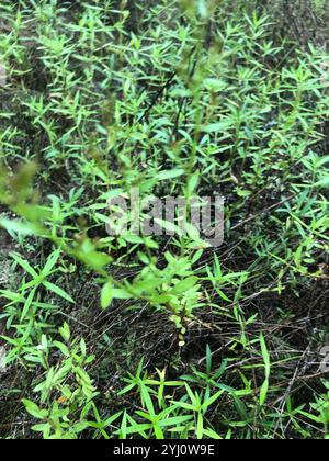 Hairy Pinweed (Lechea mucronata Stock Photo - Alamy