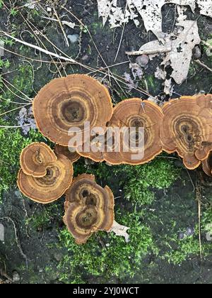 Shiny cinnamon polypore (Coltricia cinnamomea), Fungi, Ste-Julienne, QC ...