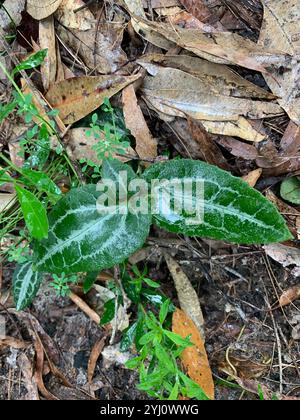 Australian Clematis (Clematis aristata Stock Photo - Alamy