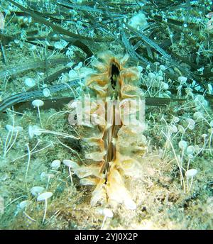 Spiny Fan Mussel (Pinna rudis), Mollusca, Baía Entre Picos, Cape Verde ...