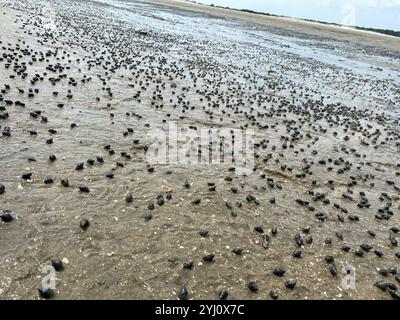 Eastern Mudsnail (Ilyanassa obsoleta Stock Photo - Alamy