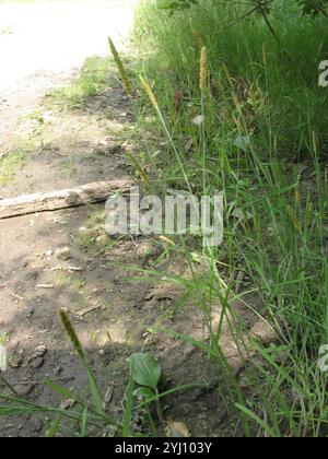 short-awn foxtail (Alopecurus aequalis Stock Photo - Alamy