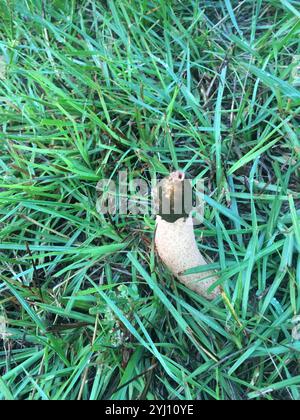 Devil's Stinkhorn (Phallus rubicundus Stock Photo - Alamy