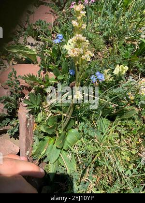 Western Saxifrage (Micranthes occidentalis Stock Photo - Alamy