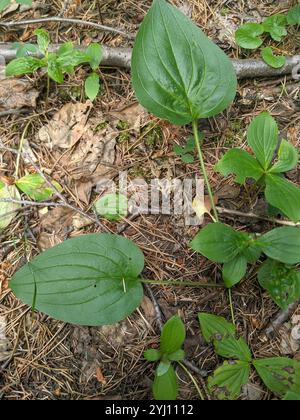 Tall Bluebell (Mertensia paniculata Stock Photo - Alamy