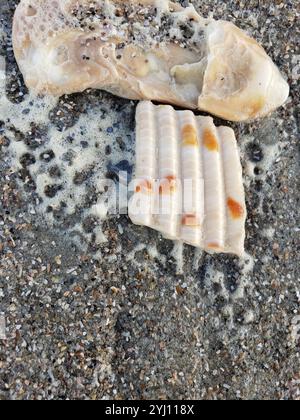 Giant Atlantic Cockle (Dinocardium robustum) Mollusca Stock Photo - Alamy
