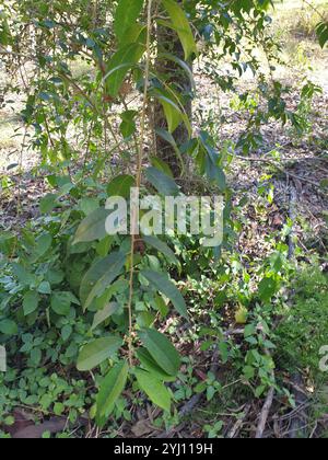 Cockspur Thorn (Maclura cochinchinensis Stock Photo - Alamy