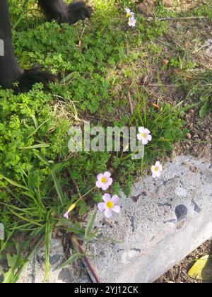 Goat's-foot (Oxalis caprina Stock Photo - Alamy