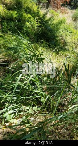 giant wild rye (Leymus condensatus Stock Photo - Alamy
