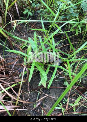 Texas ironweed (Vernonia texana Stock Photo - Alamy