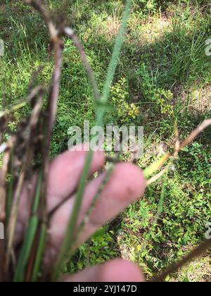 slender crown grass (Paspalum setaceum ciliatifolium Stock Photo - Alamy