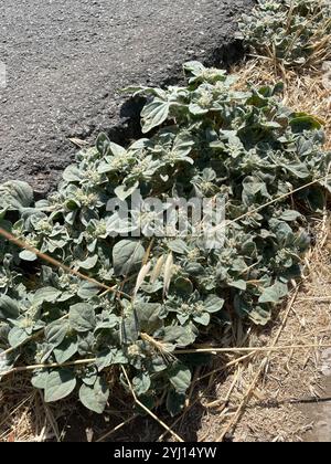 turkey mullein (Croton setiger Stock Photo - Alamy