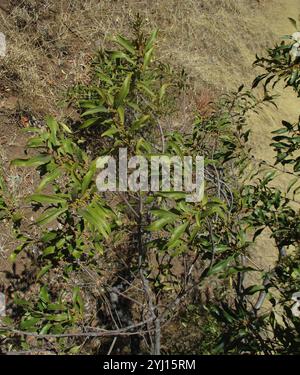Magic Gwarrie (Euclea divinorum Stock Photo - Alamy
