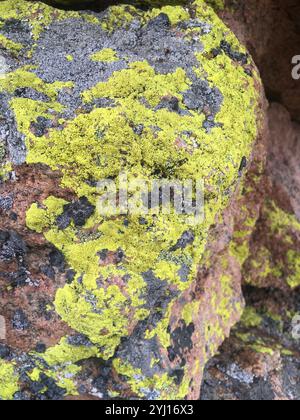 gold cobblestone lichen (Pleopsidium flavum Stock Photo - Alamy