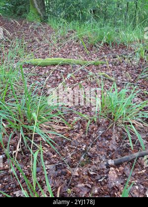 Wood Fescue (Festuca altissima Stock Photo - Alamy