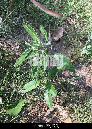 skunkweed (Croton texensis Stock Photo - Alamy