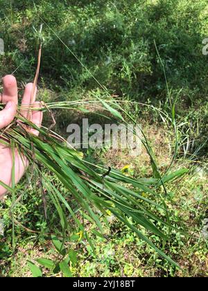 slender crown grass (Paspalum setaceum ciliatifolium Stock Photo - Alamy
