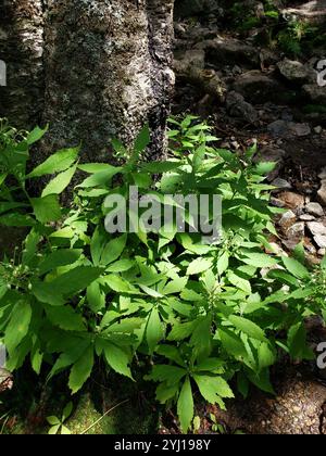 whorled wood aster (Oclemena acuminata Stock Photo - Alamy