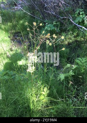 Yellow Avens (Geum aleppicum Stock Photo - Alamy