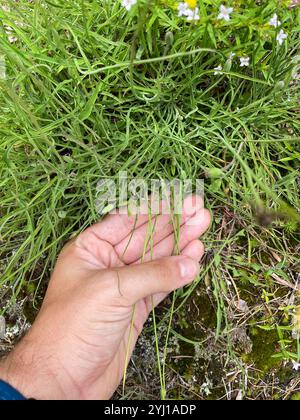 Dwarf dandelions (Krigia Stock Photo - Alamy