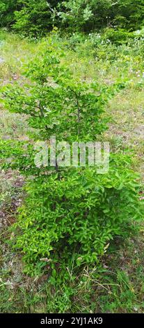 Eastern Hornbeam (Carpinus orientalis Stock Photo - Alamy