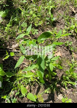 American gromwell (Lithospermum latifolium Stock Photo - Alamy