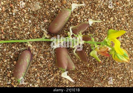 Damara Rattlepod (Crotalaria damarensis Stock Photo - Alamy