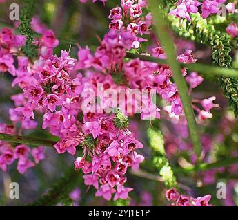 Graffiti Heath (Erica seriphiifolia Stock Photo - Alamy