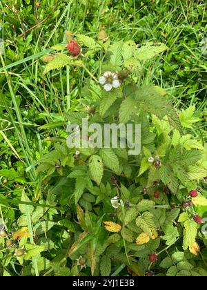 roseleaf bramble (Rubus rosifolius Stock Photo - Alamy