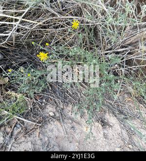 Spiny Goldenweed (Xanthisma spinulosum Stock Photo - Alamy