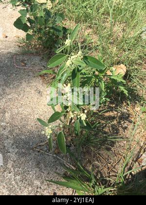 skunkweed (Croton texensis Stock Photo - Alamy