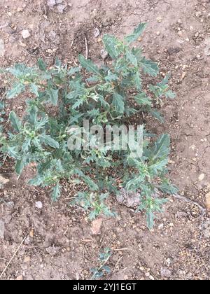 Cutleaf Nightshade (Solanum triflorum Stock Photo - Alamy