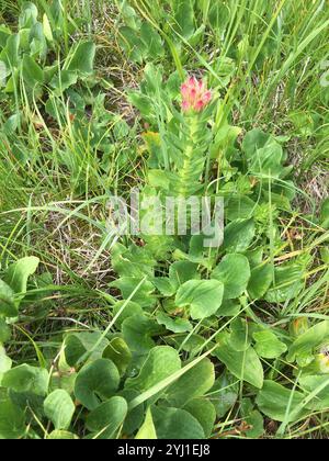 Queen's Crown (Rhodiola rhodantha Stock Photo - Alamy