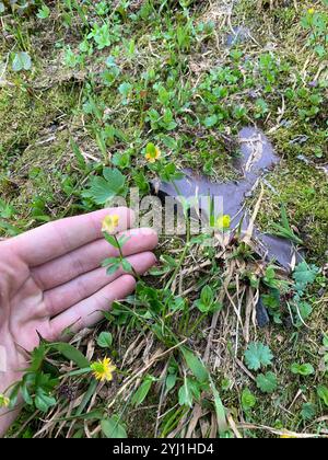Eschscholtz's Buttercup (Ranunculus eschscholtzii Stock Photo - Alamy